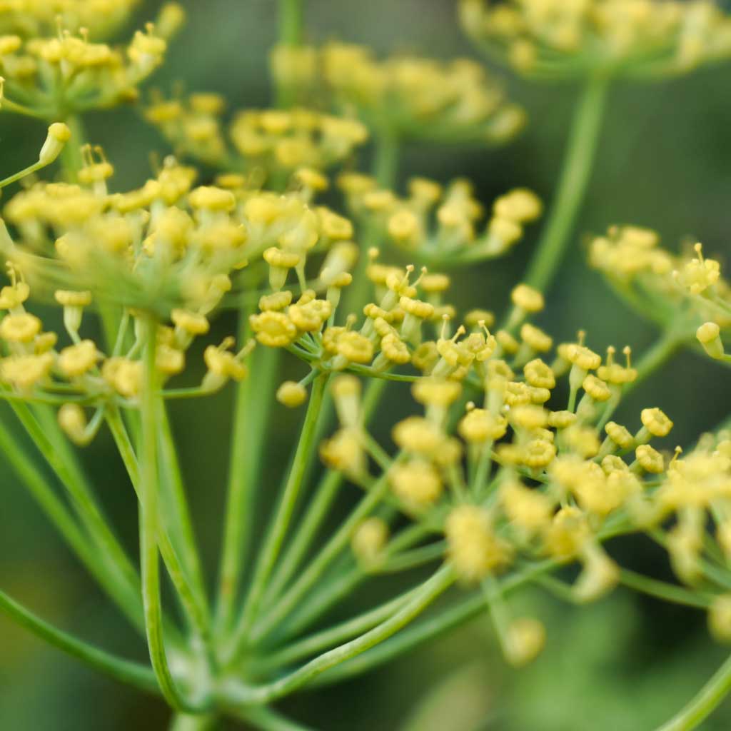 Fiche matière première - L'angélique | MAISON VIOLET
